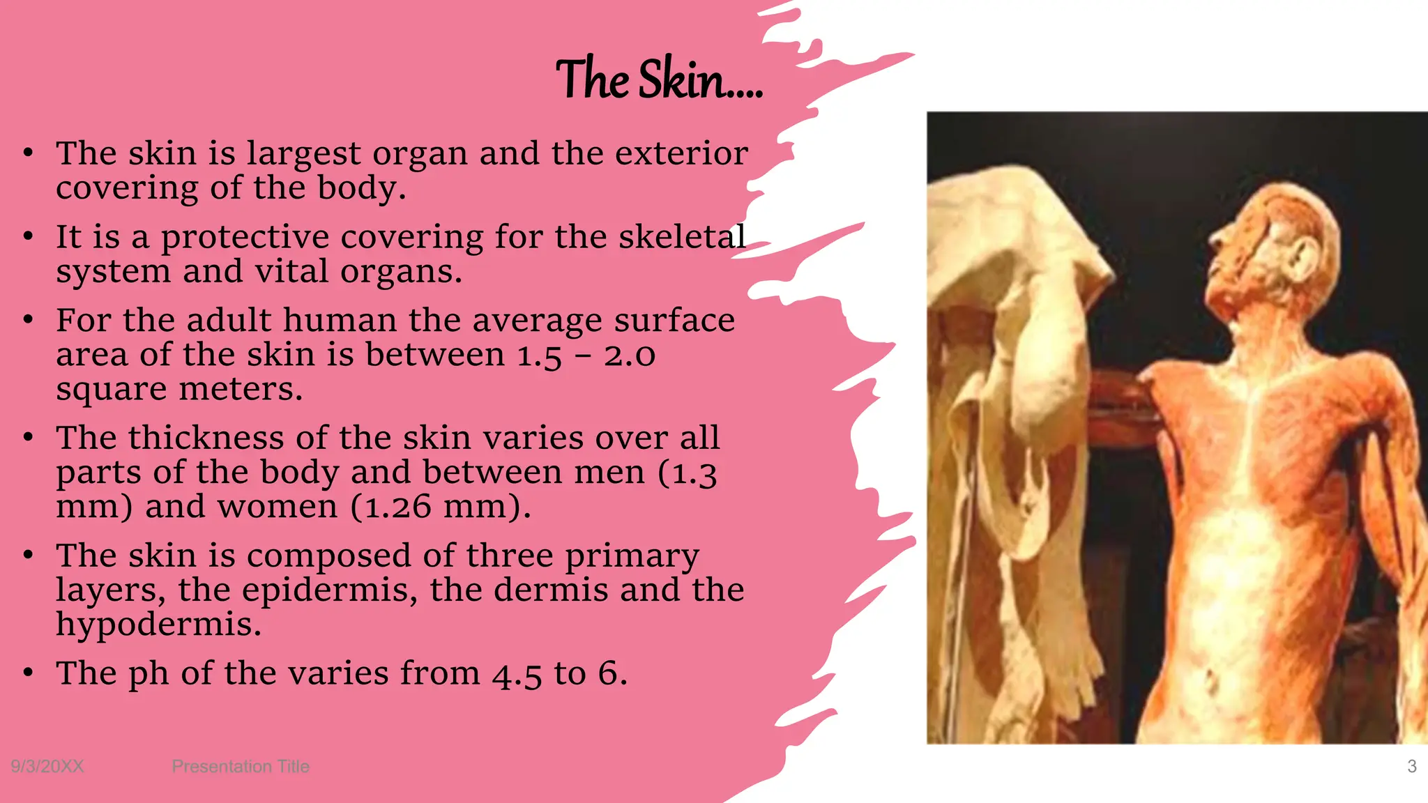 Integumentary system.pptx