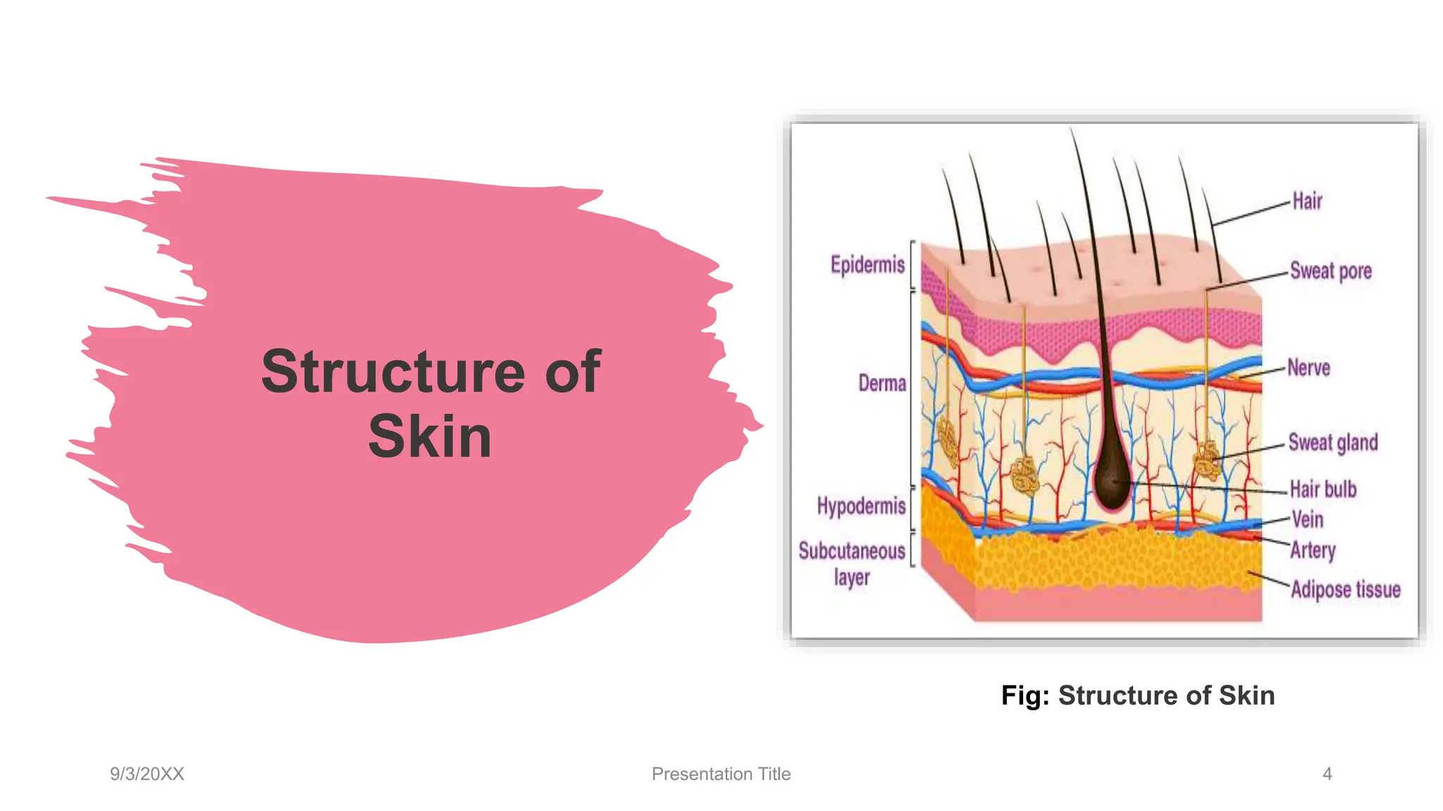 Integumentary system.pptx