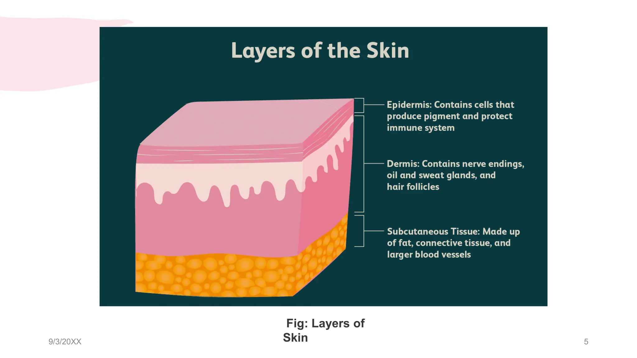 Integumentary system.pptx