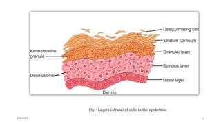 Integumentary system.pptx