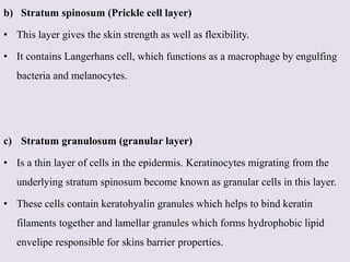 Integumentary System.pptx
