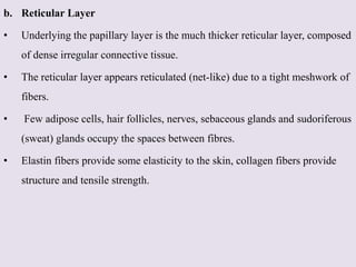 Integumentary System.pptx