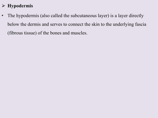 Integumentary System.pptx