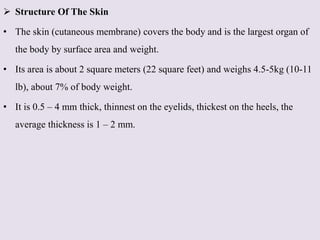 Integumentary System.pptx