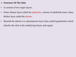 Integumentary System.pptx