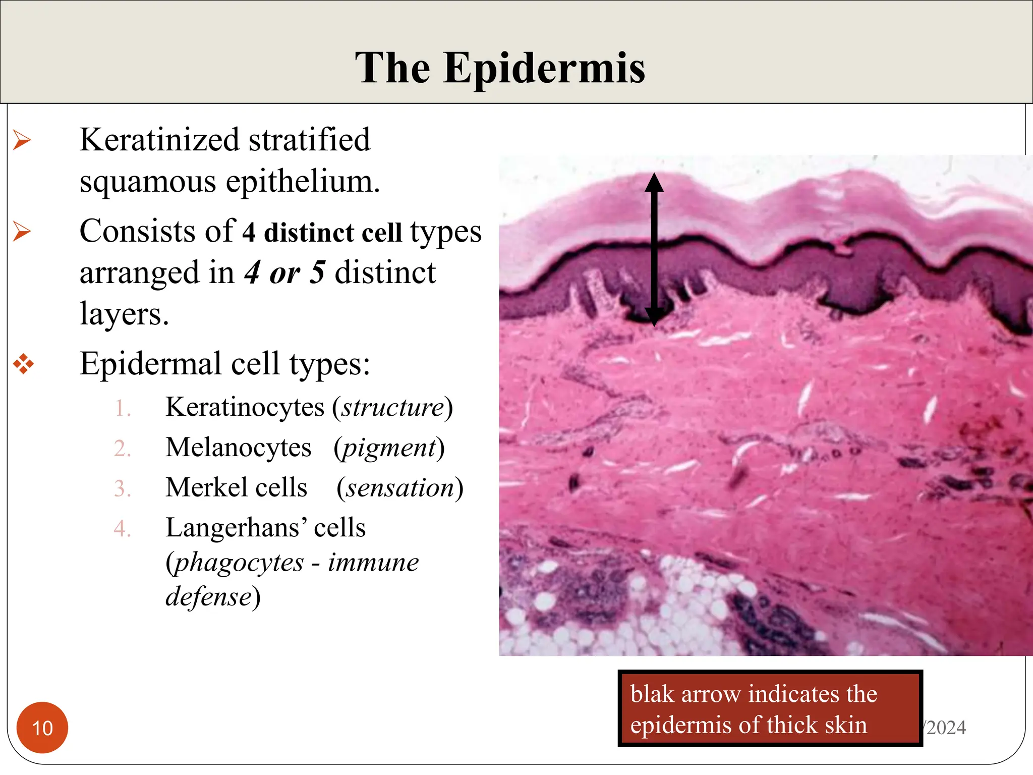 Anatomy of integumentary systems for.ppt
