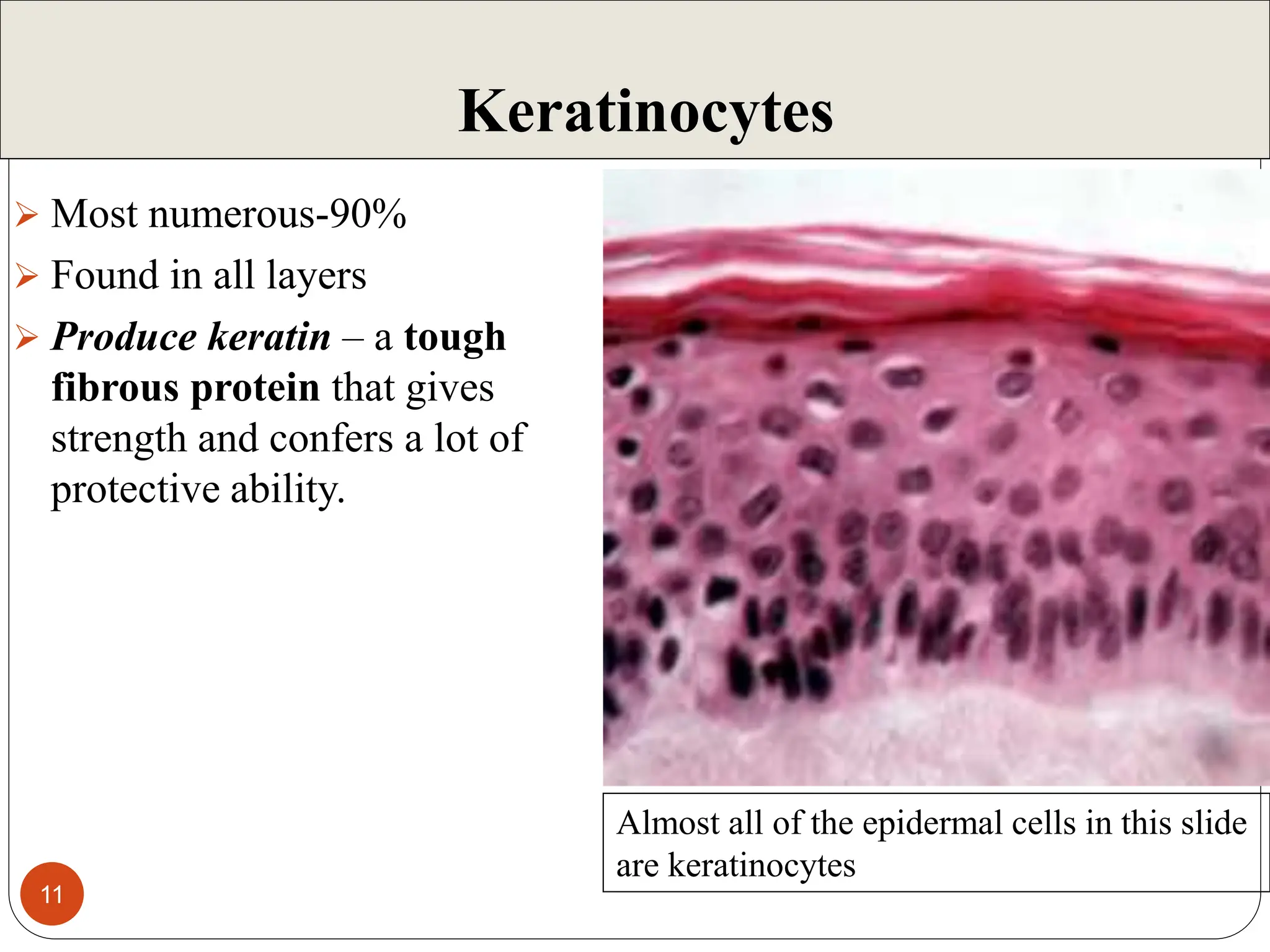 Anatomy of integumentary systems for.ppt
