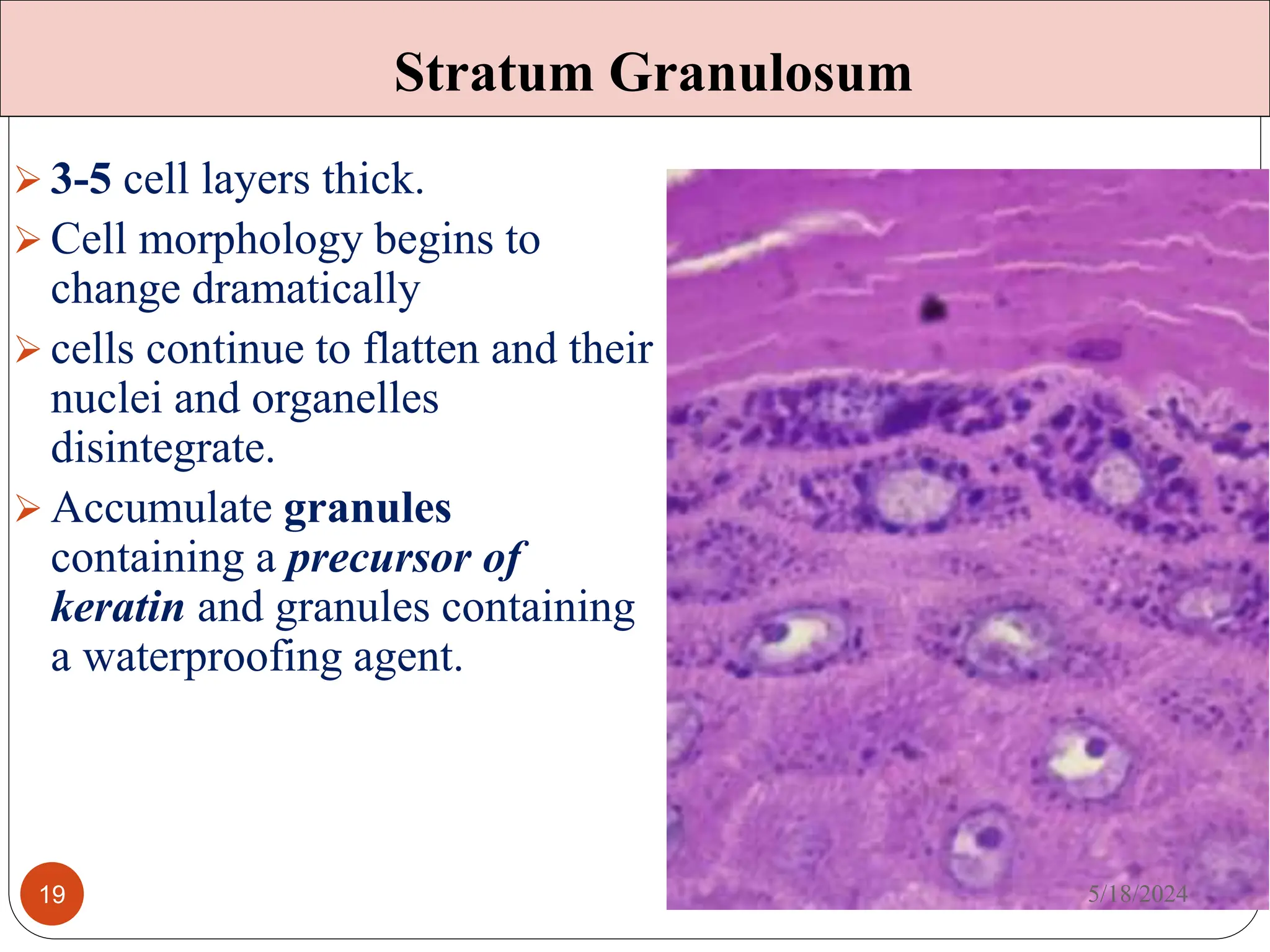Anatomy of integumentary systems for.ppt