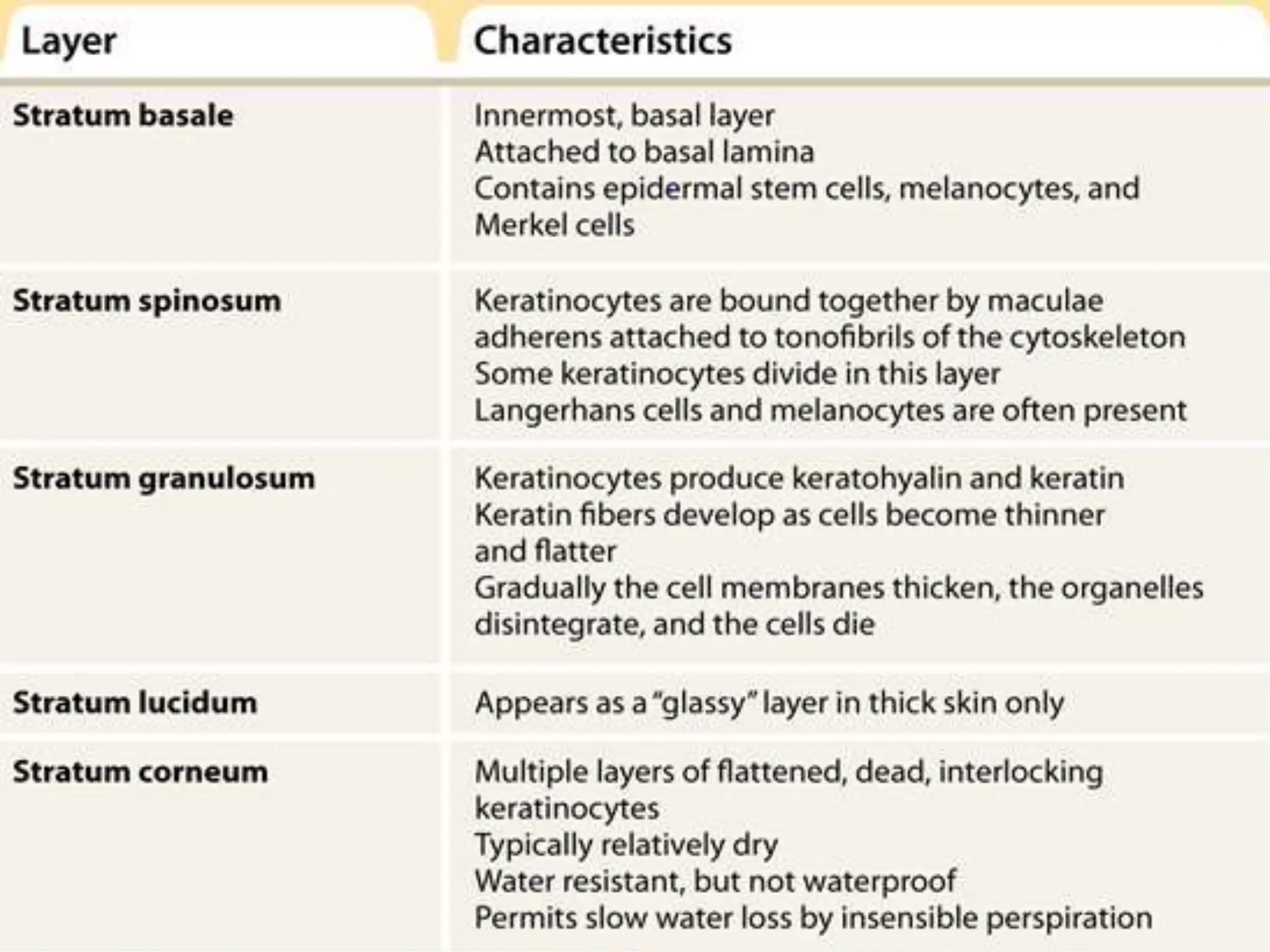 Anatomy of integumentary systems for.ppt