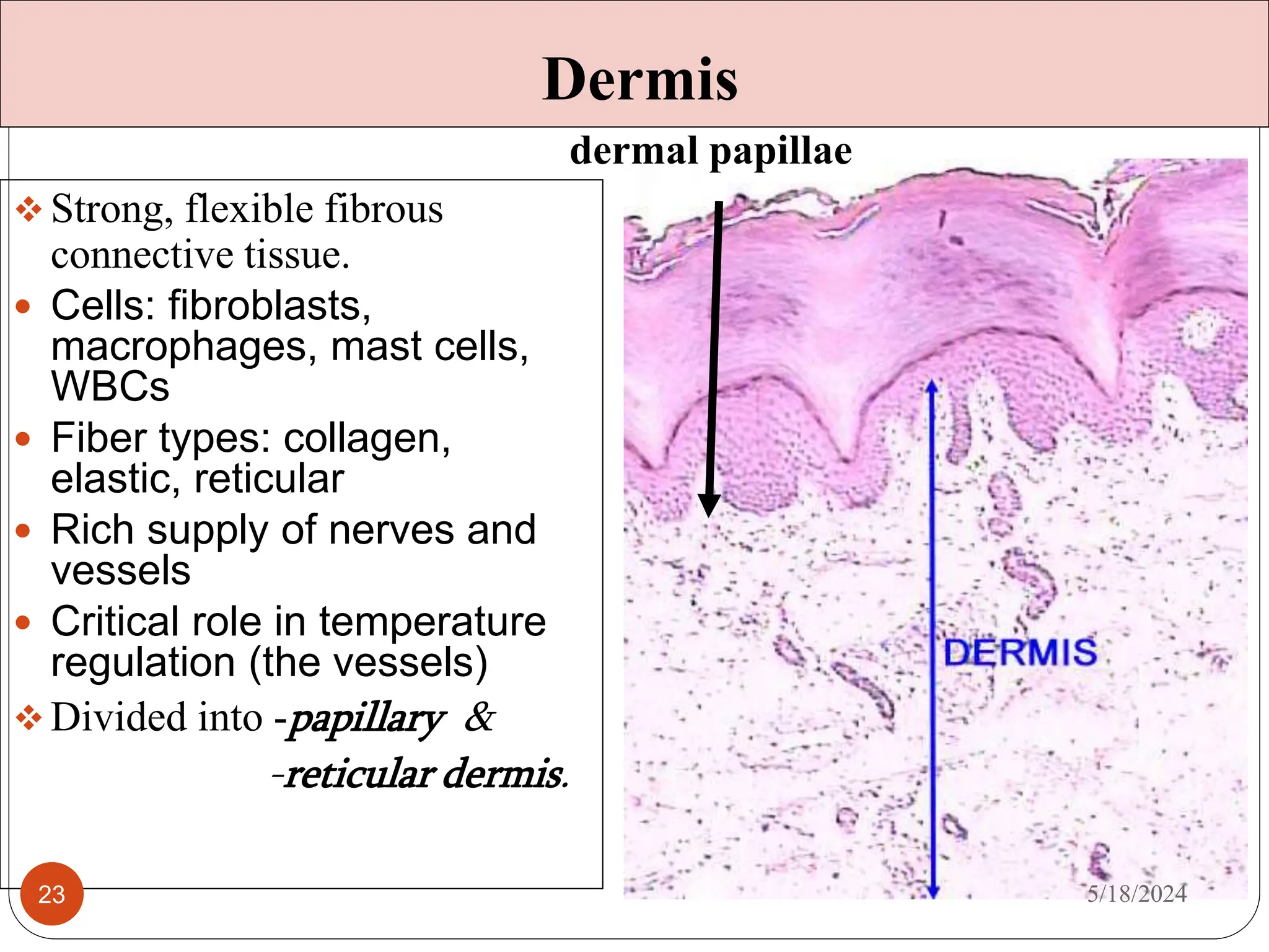 Anatomy of integumentary systems for.ppt