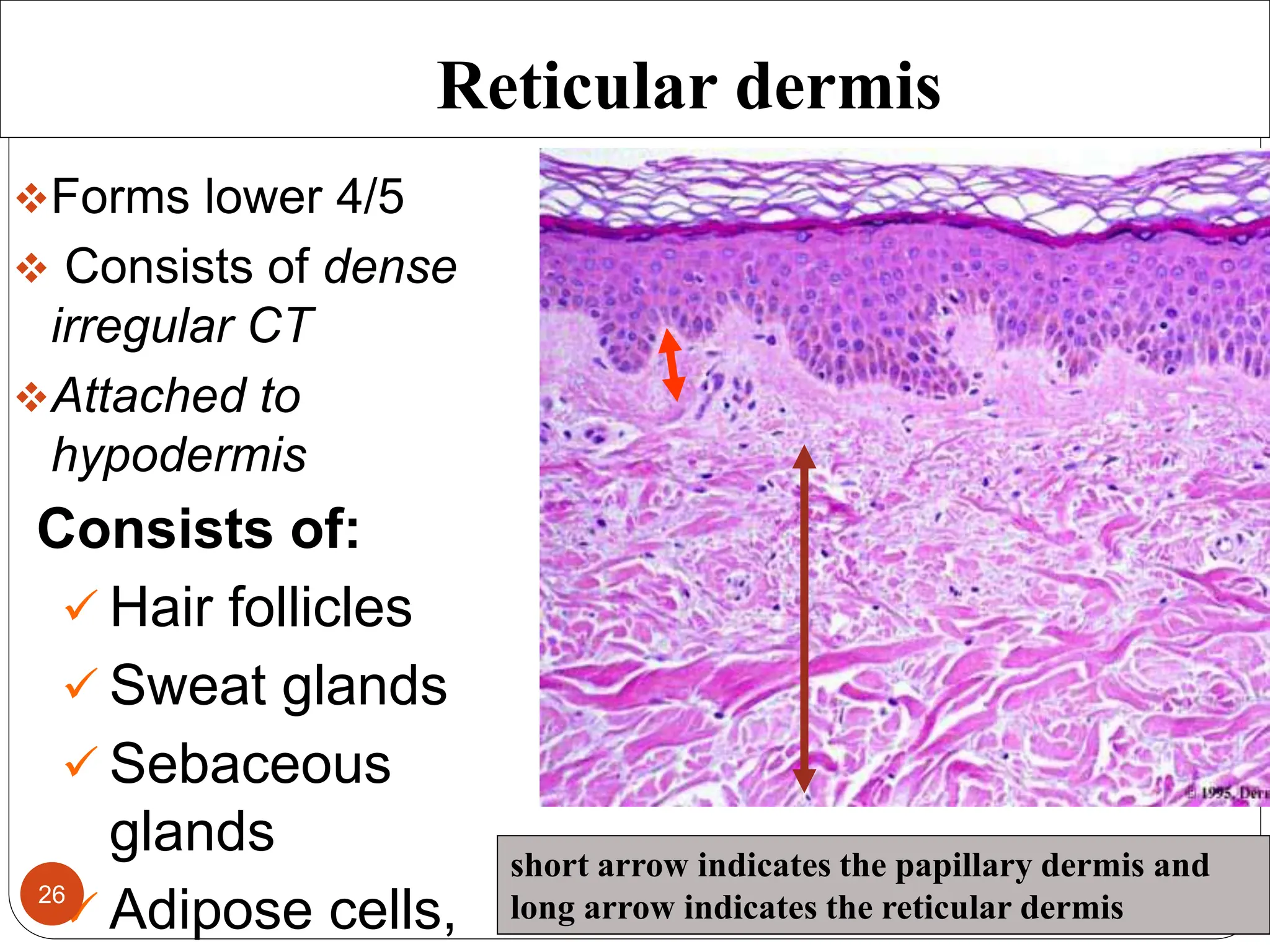 Anatomy of integumentary systems for.ppt