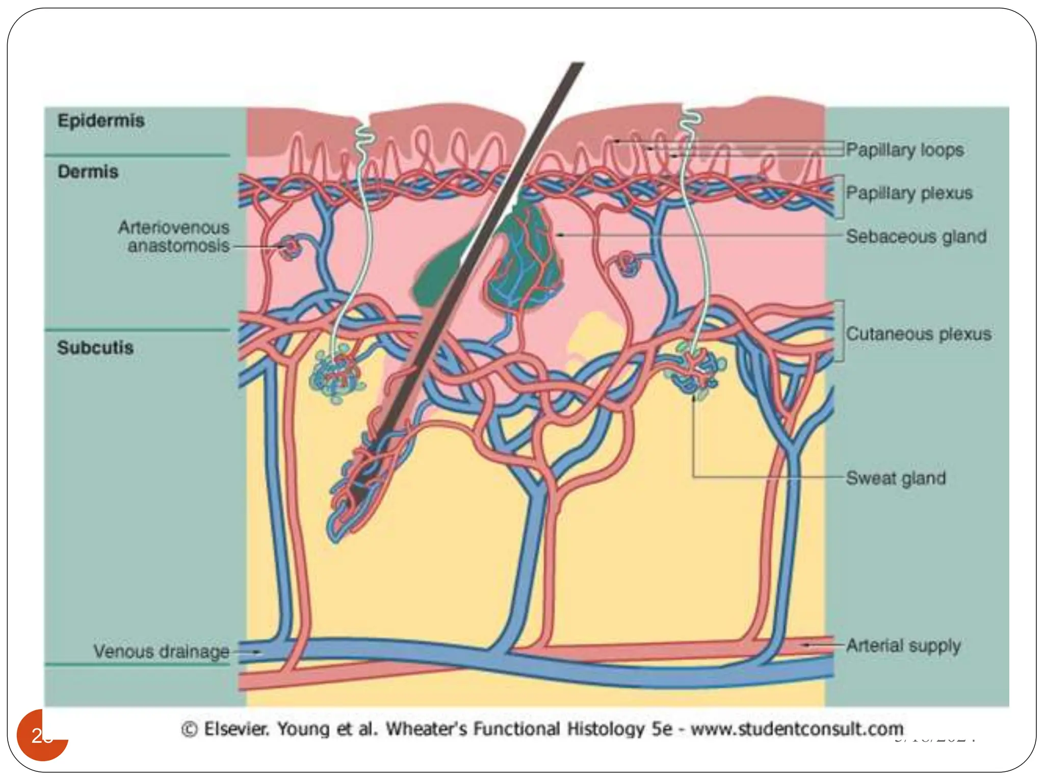 Anatomy of integumentary systems for.ppt