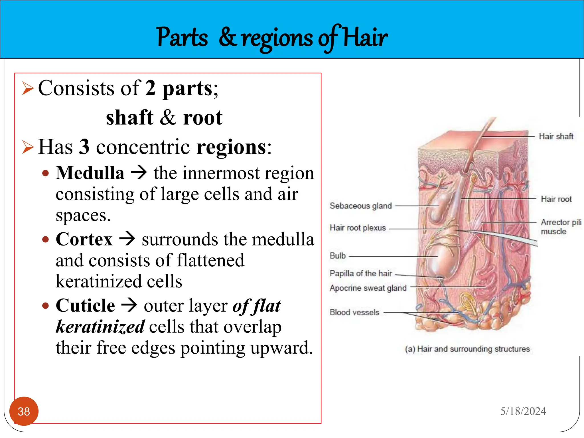 Anatomy of integumentary systems for.ppt