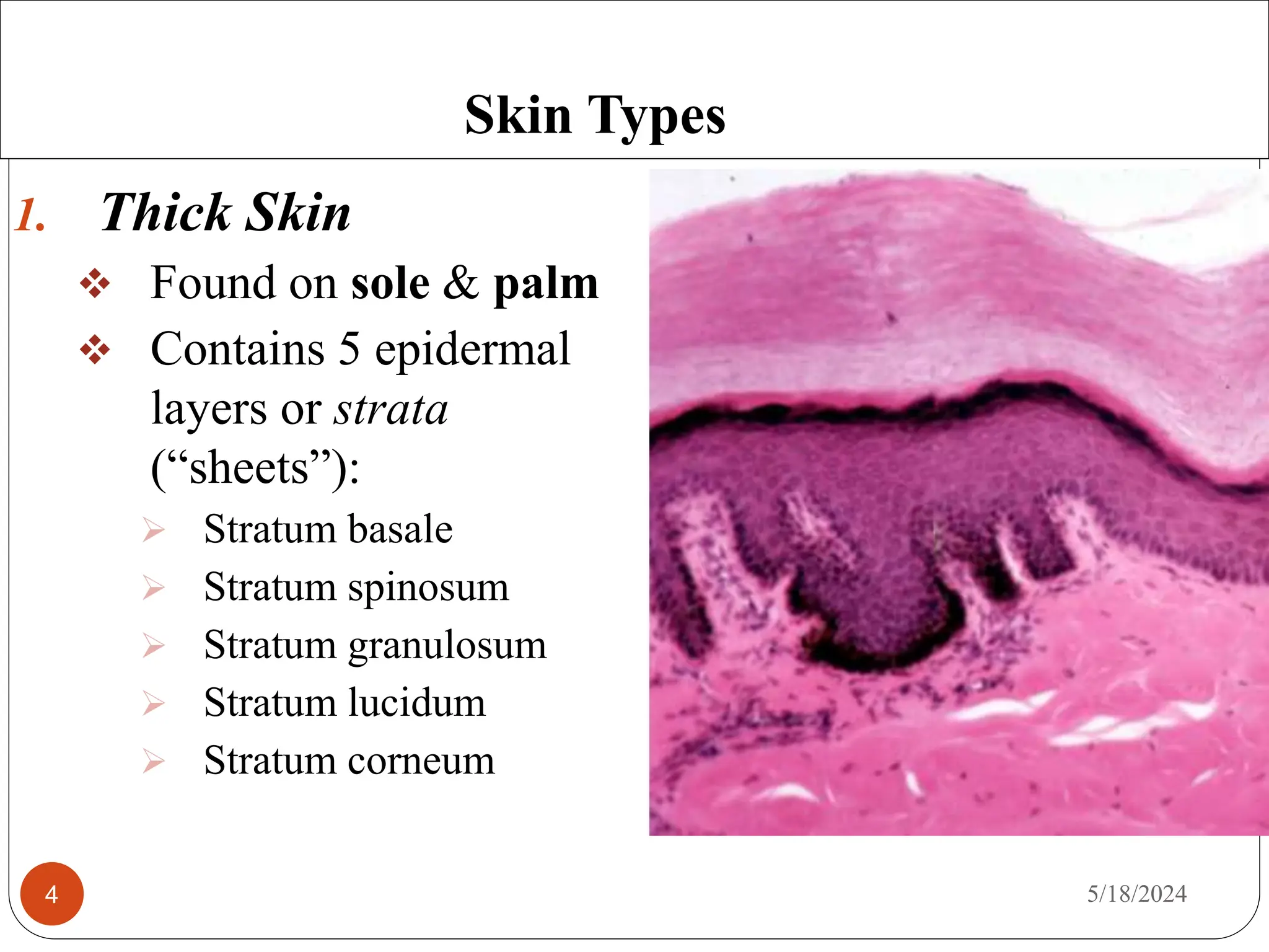 Anatomy of integumentary systems for.ppt