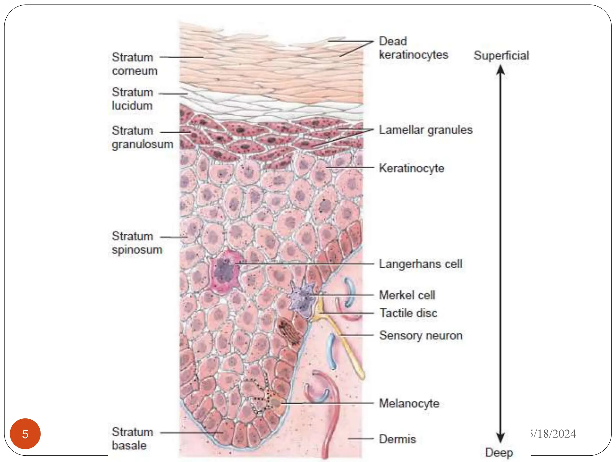 Anatomy of integumentary systems for.ppt