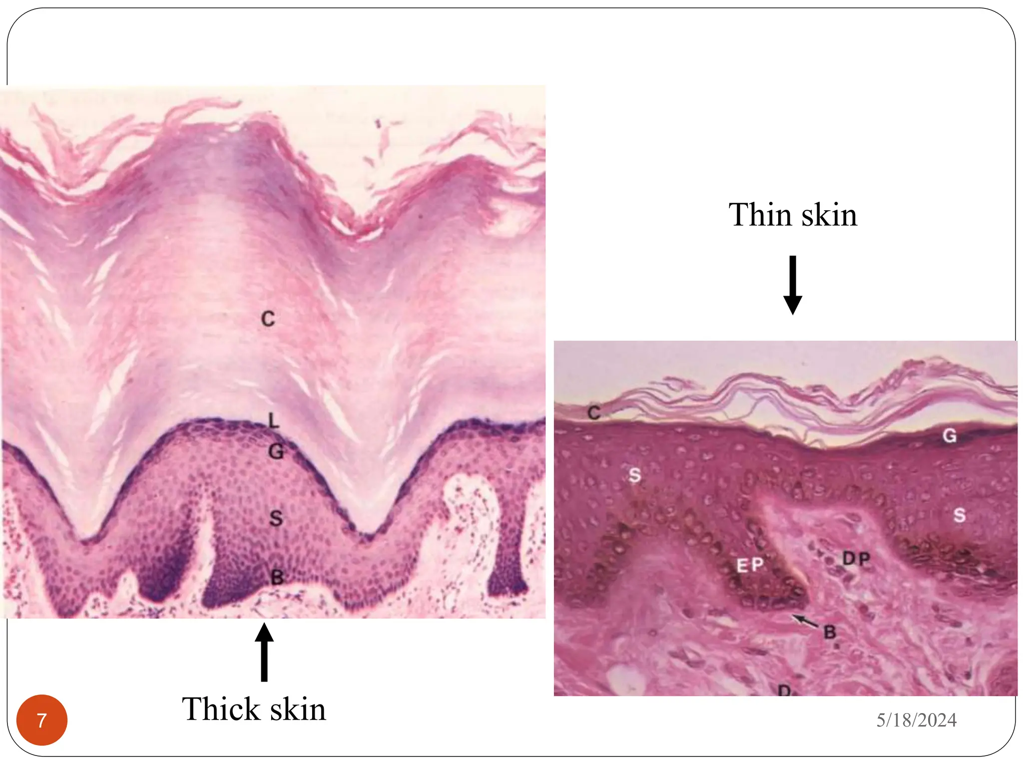 Anatomy of integumentary systems for.ppt
