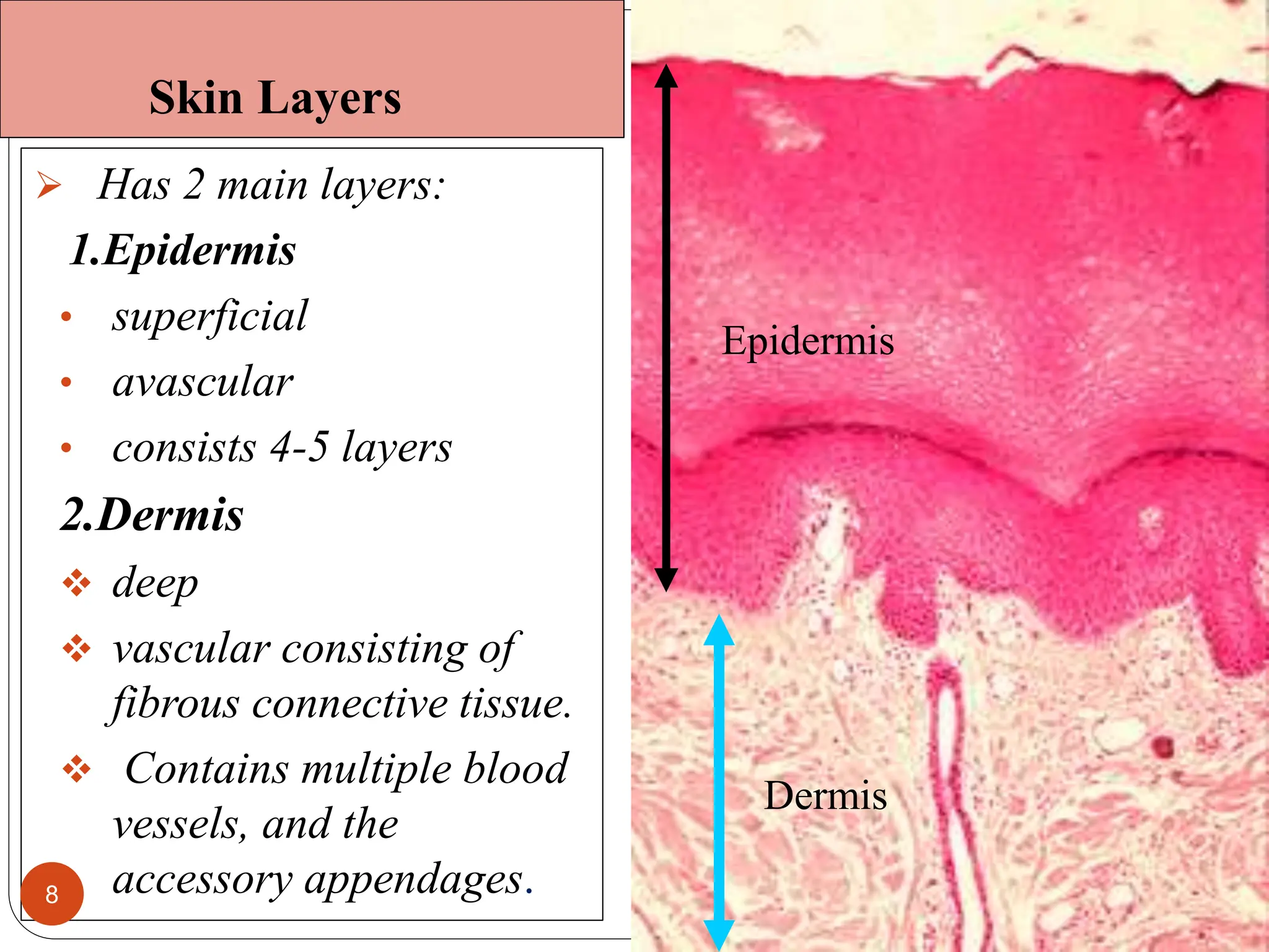 Anatomy of integumentary systems for.ppt