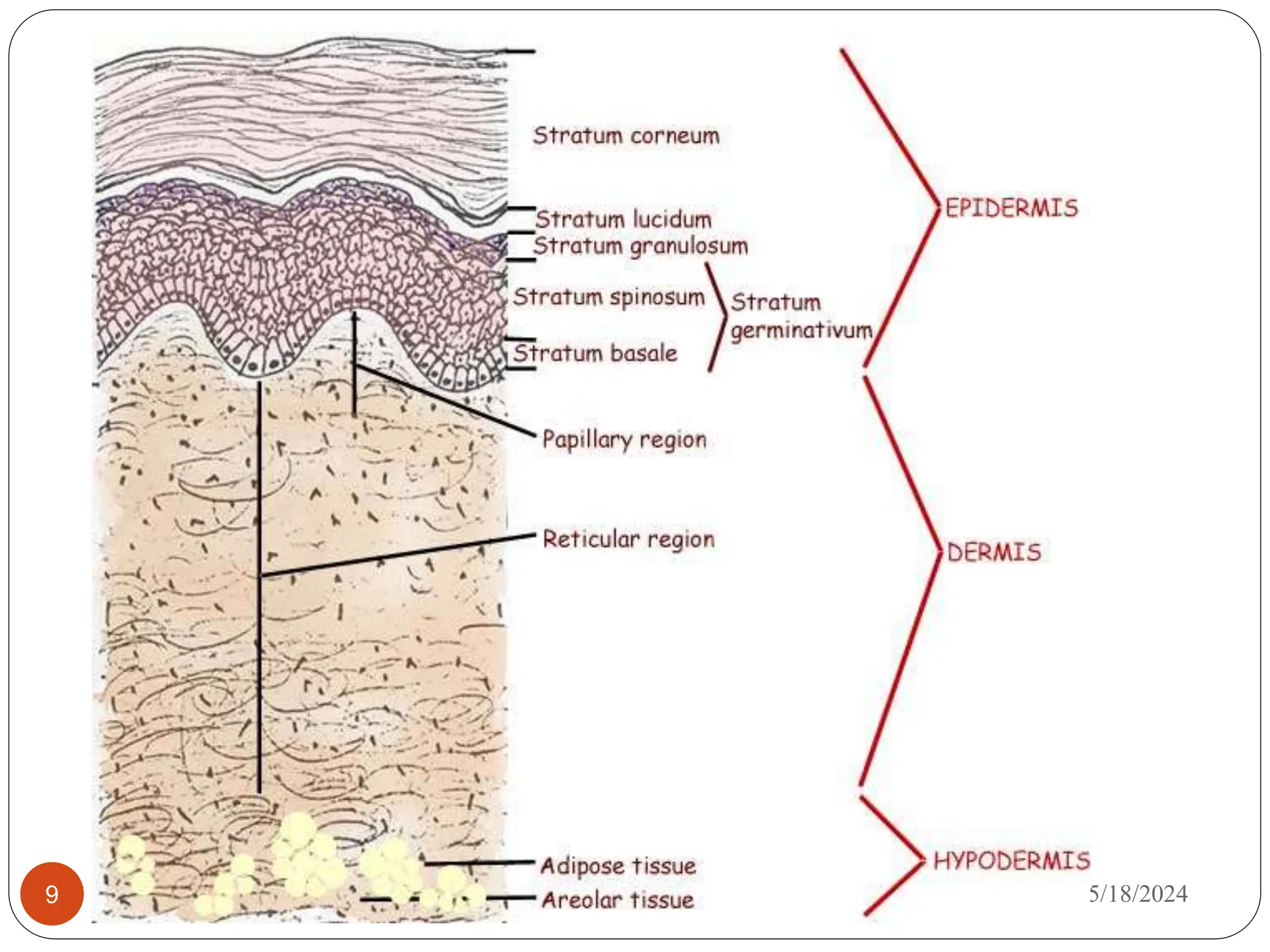 Anatomy of integumentary systems for.ppt