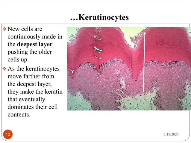 Anatomy of integumentary systems for.ppt