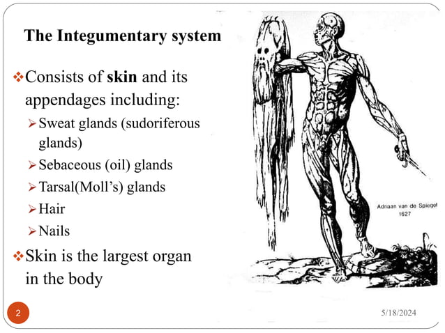 Anatomy of integumentary systems for.ppt