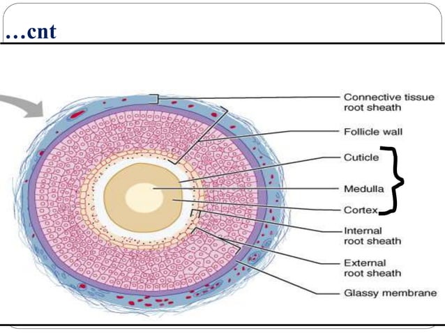 Anatomy of integumentary systems for.ppt