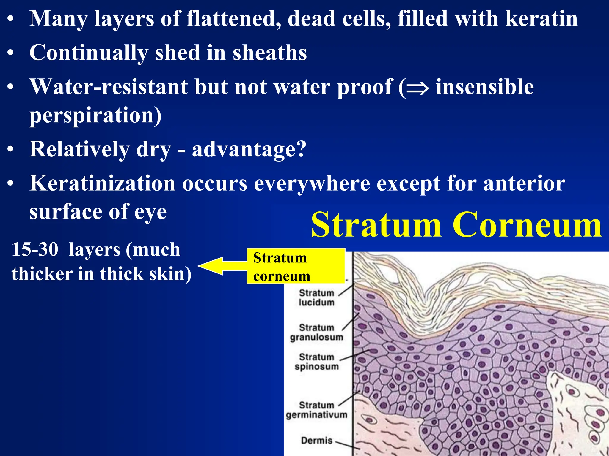 Integumentary System anatomy and physiology | PPT
