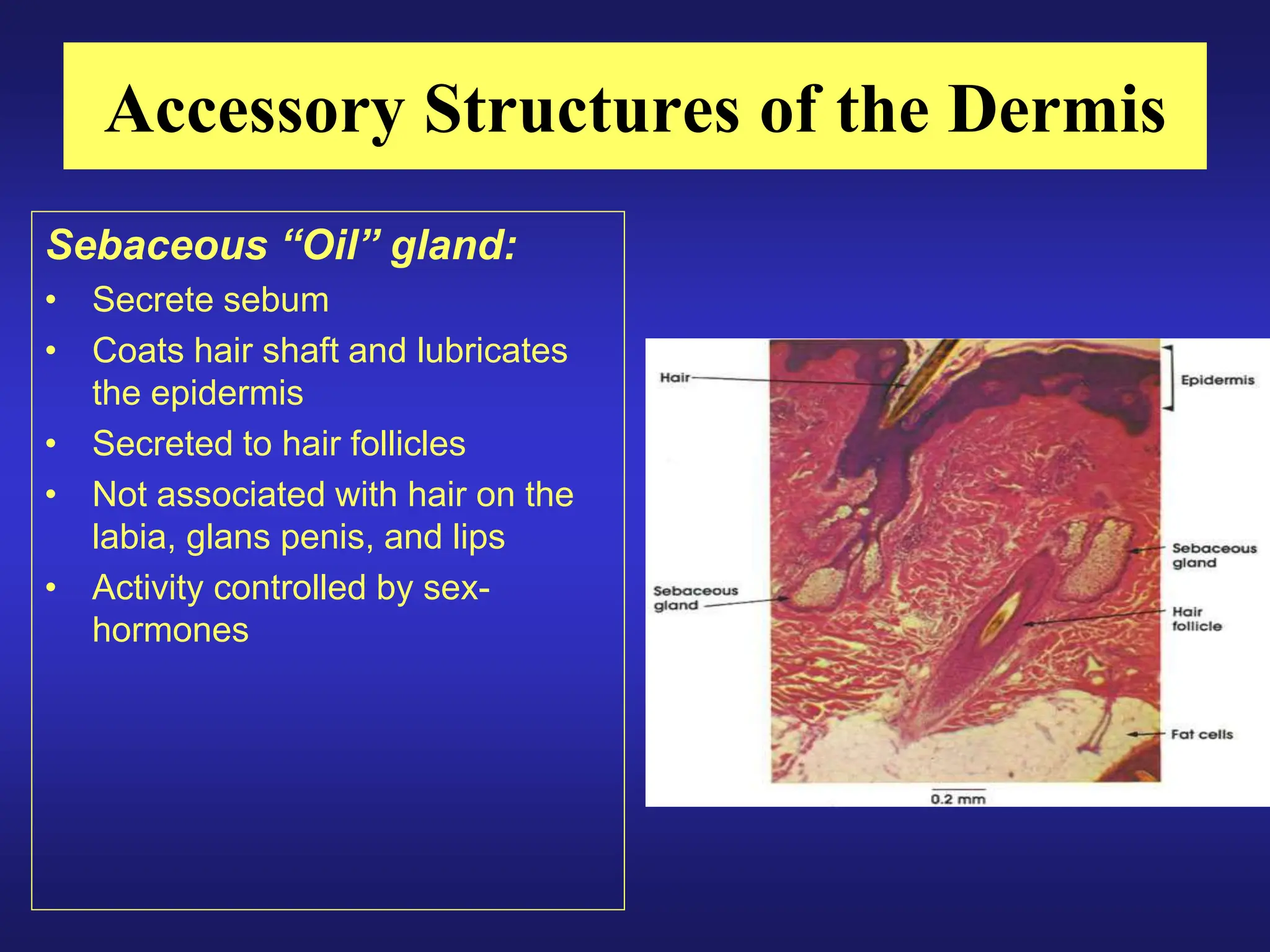 Integumentary System anatomy and physiology | PPT