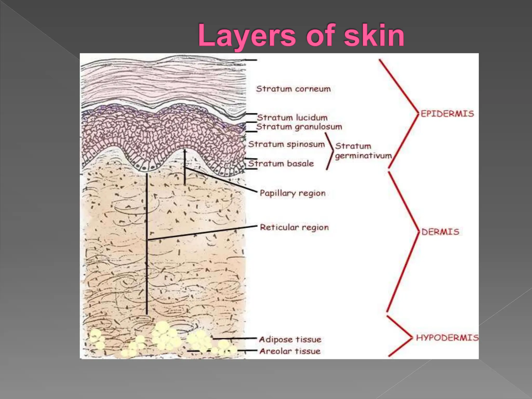 Integumentary System anatomy and physiology | PPT