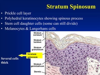 Integumentary System anatomy and physiology | PPT