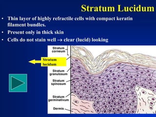 Integumentary System anatomy and physiology | PPT