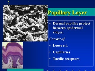 Integumentary System anatomy and physiology | PPT