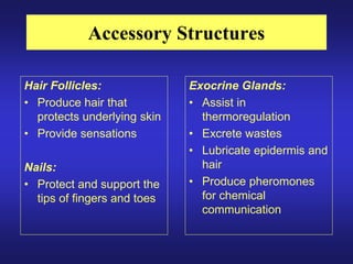 Integumentary System anatomy and physiology | PPT