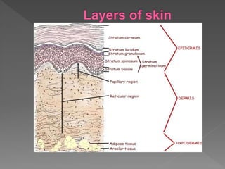 Integumentary System anatomy and physiology | PPT