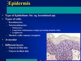 Integumentary System anatomy and physiology | PPT