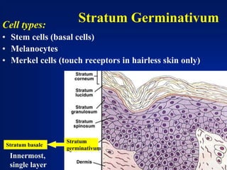Integumentary System anatomy and physiology | PPT