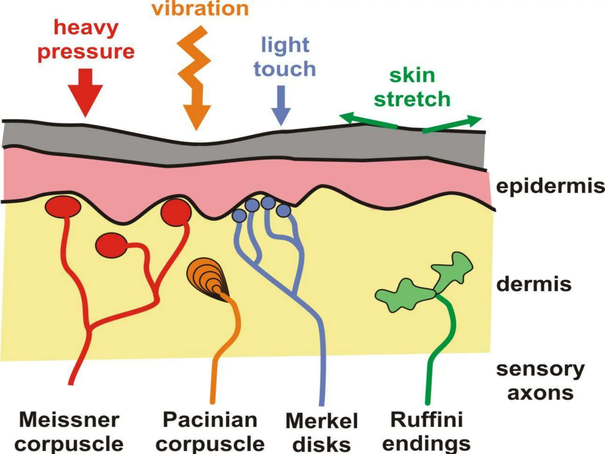 Integumentary System.pdf with physiology and anatomy | PPT
