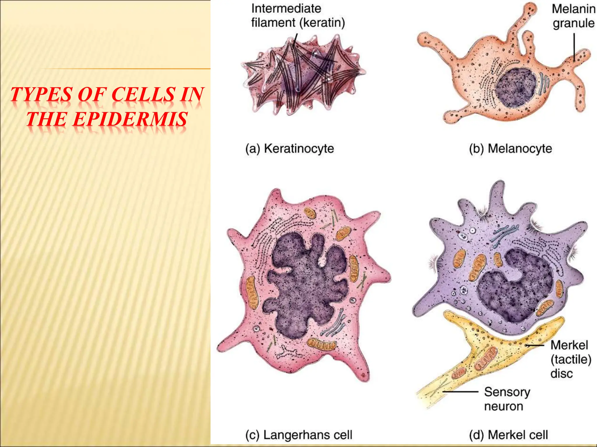 Integumentary System.pdf with physiology and anatomy | PPT