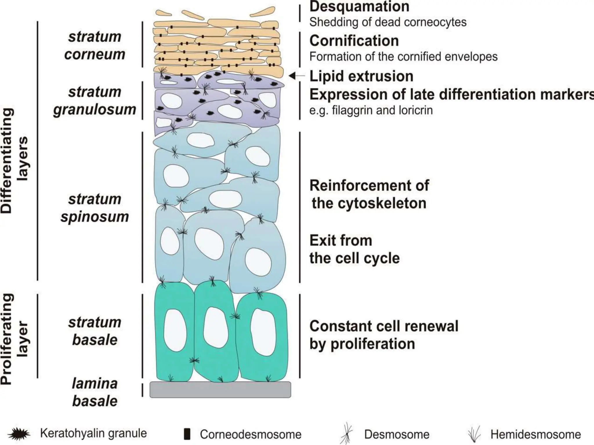 Integumentary System.pdf with physiology and anatomy | PPT
