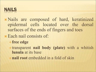 Integumentary System.pdf with physiology and anatomy | PDF