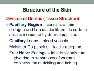 Integumentary System (Human Anatomy and Physiology) | PDF