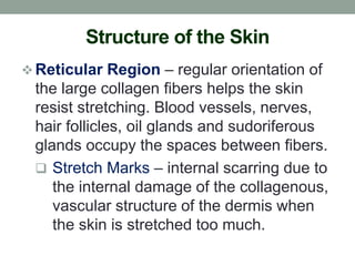 Integumentary System (Human Anatomy and Physiology) | PDF
