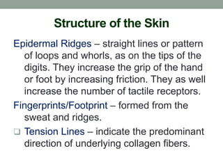 Integumentary System (Human Anatomy and Physiology) | PDF