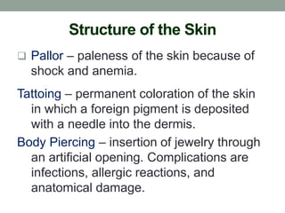 Integumentary System (Human Anatomy and Physiology) | PDF