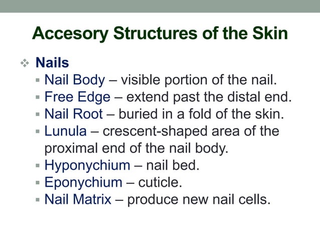 Integumentary System (Human Anatomy and Physiology) | PDF