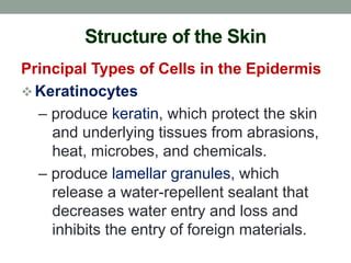 Integumentary System (Human Anatomy and Physiology) | PDF