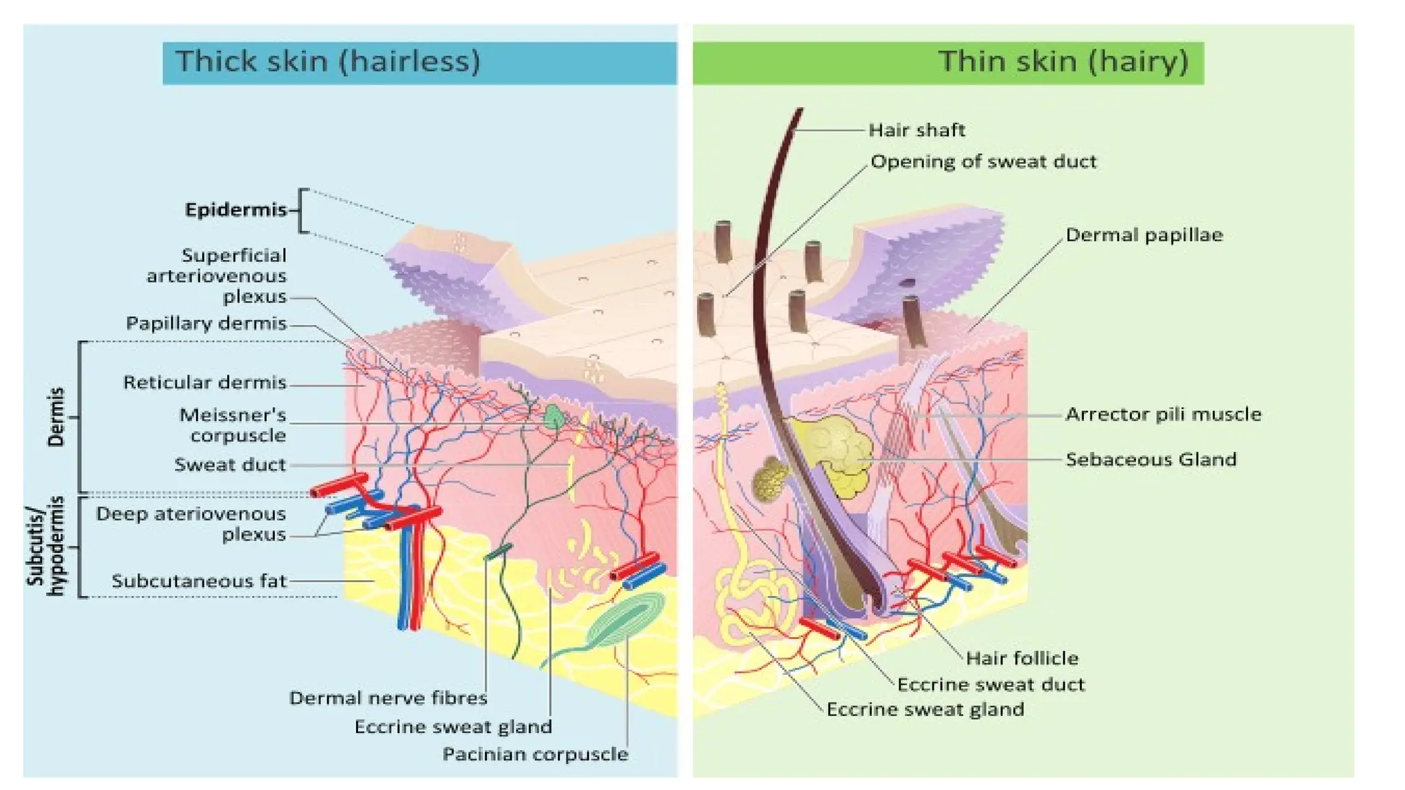 Integumentary system AND ITS DSKJJBDJ.pptx
