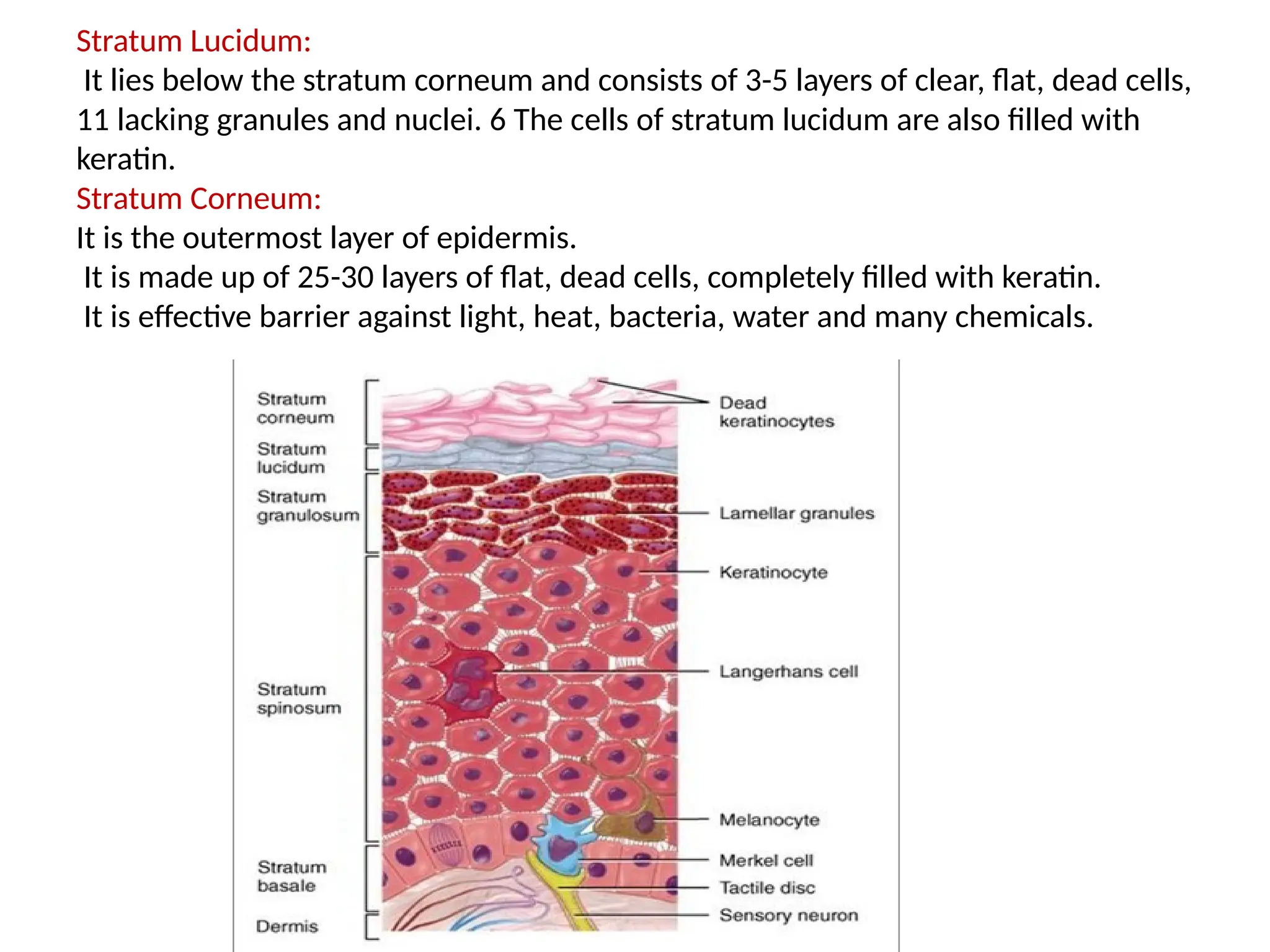 B Pharm First Year UNIT-II ,Integumentary system.pptx