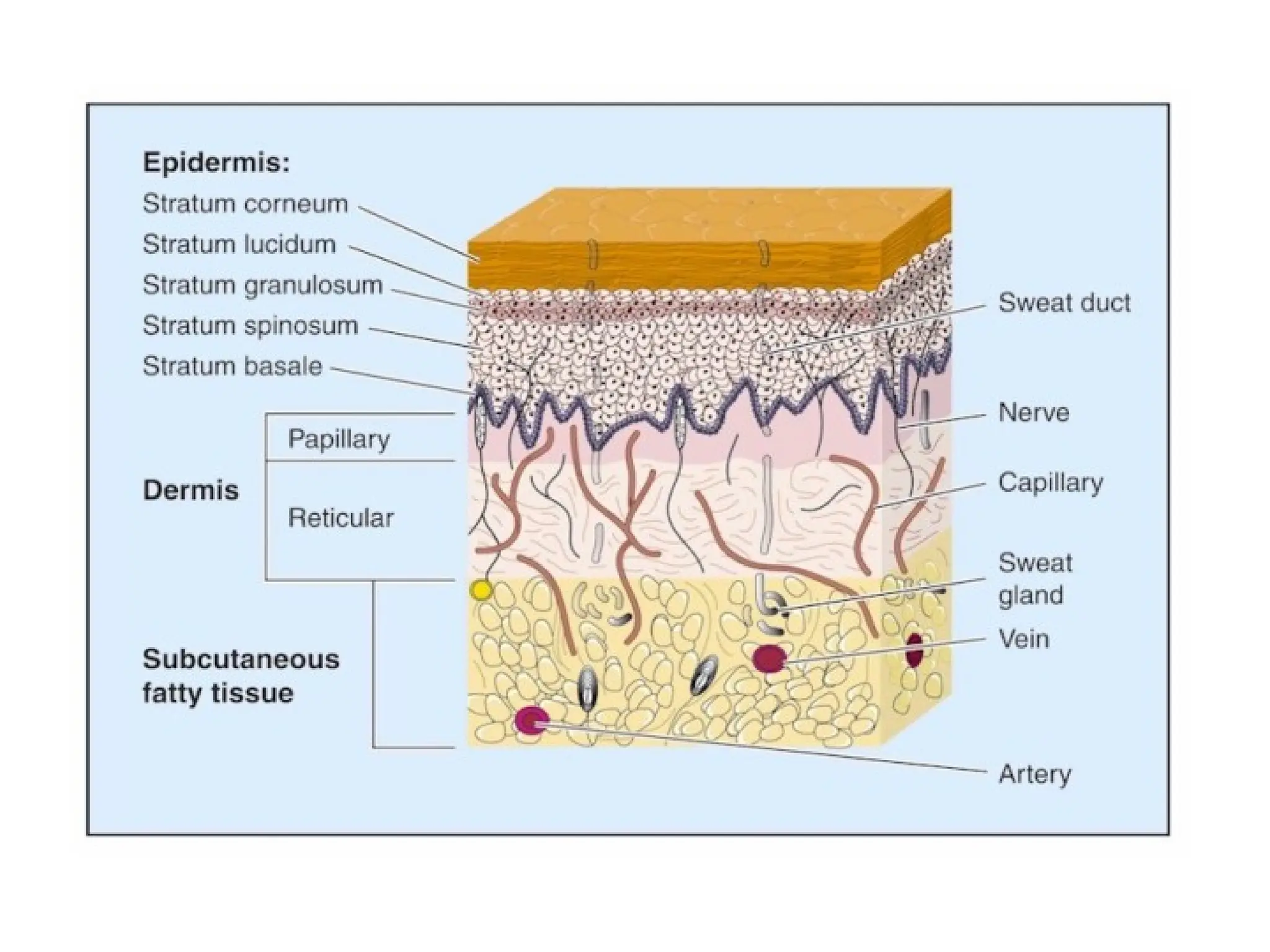 B Pharm First Year UNIT-II ,Integumentary system.pptx