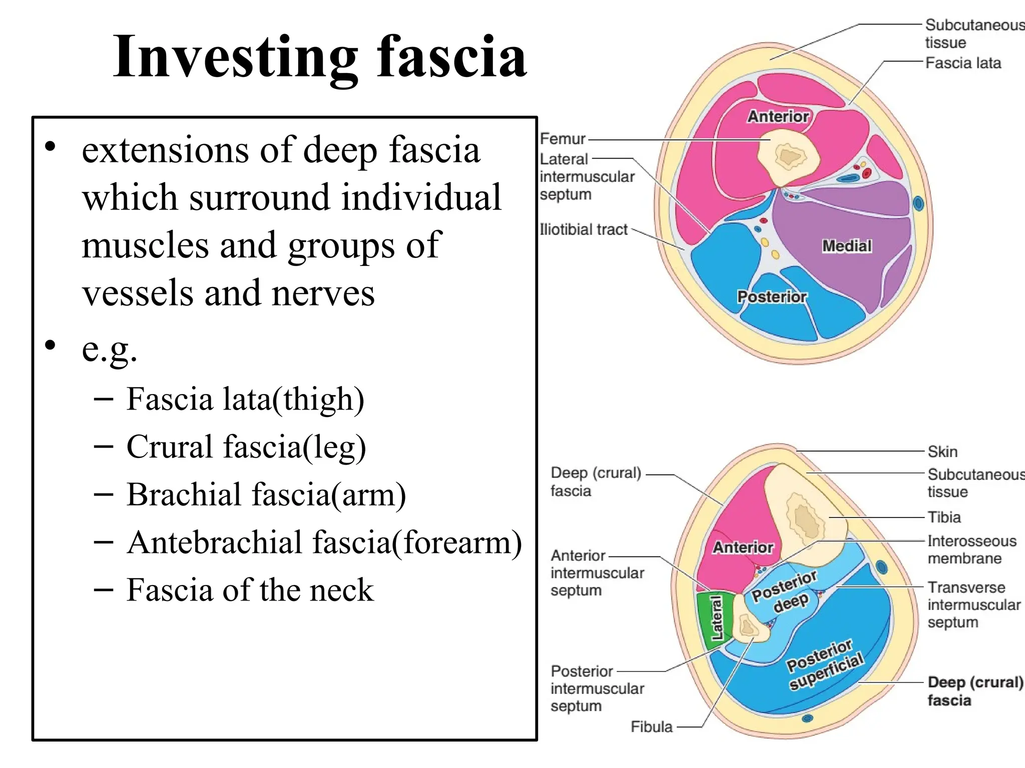 Integumentary system for laboratory technology department | PPTX