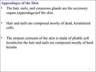 Integumentary system for laboratory technology department | PPT